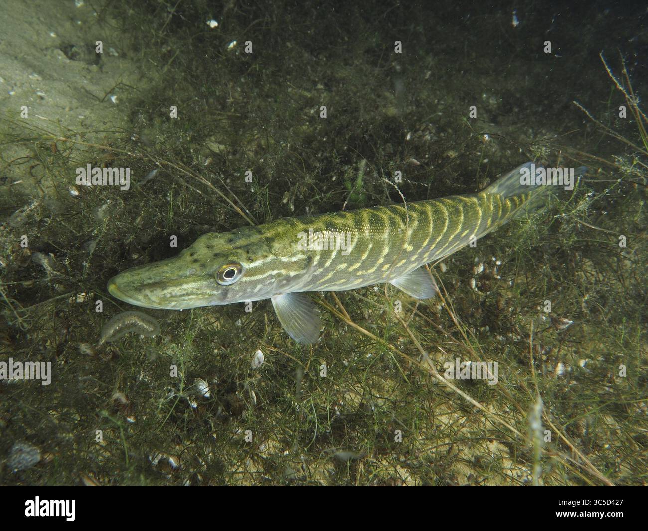 A pike (Esox lucius) lies camouflaged in overgrown ground. Dive site ...