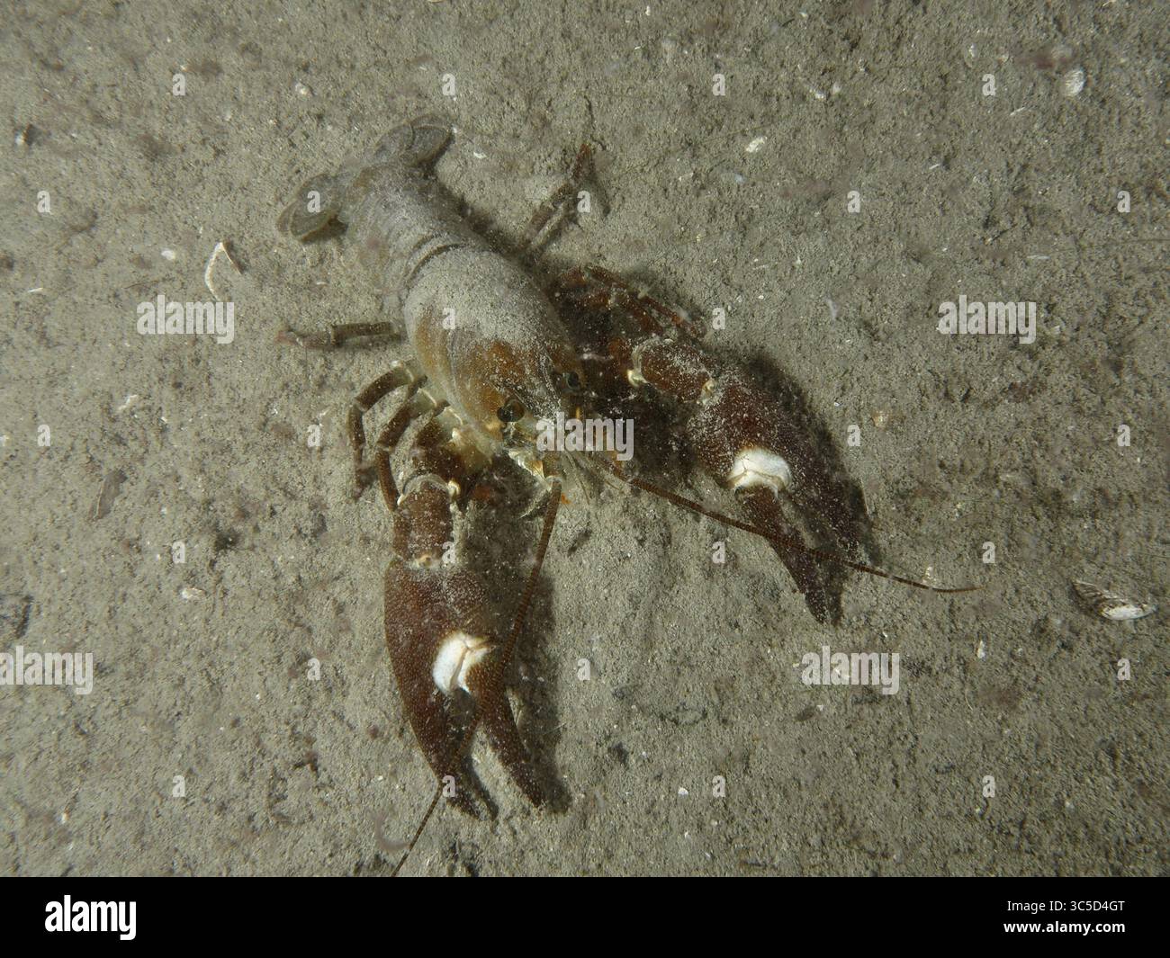 Signal crayfish (Pacifastacus leniusculus), American crayfish, invasive ...