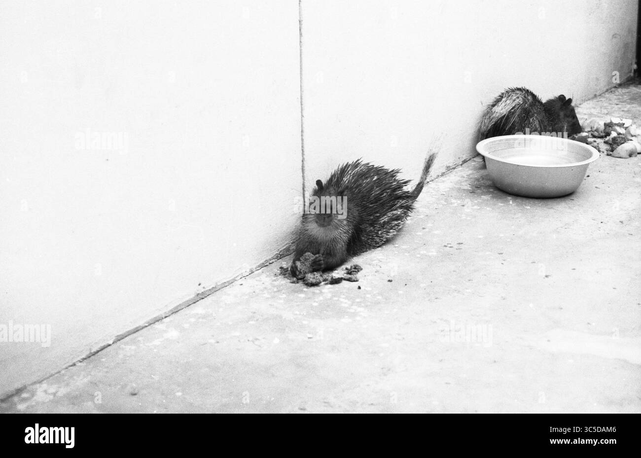 Floor feeding Black and White Stock Photos & Images - Alamy