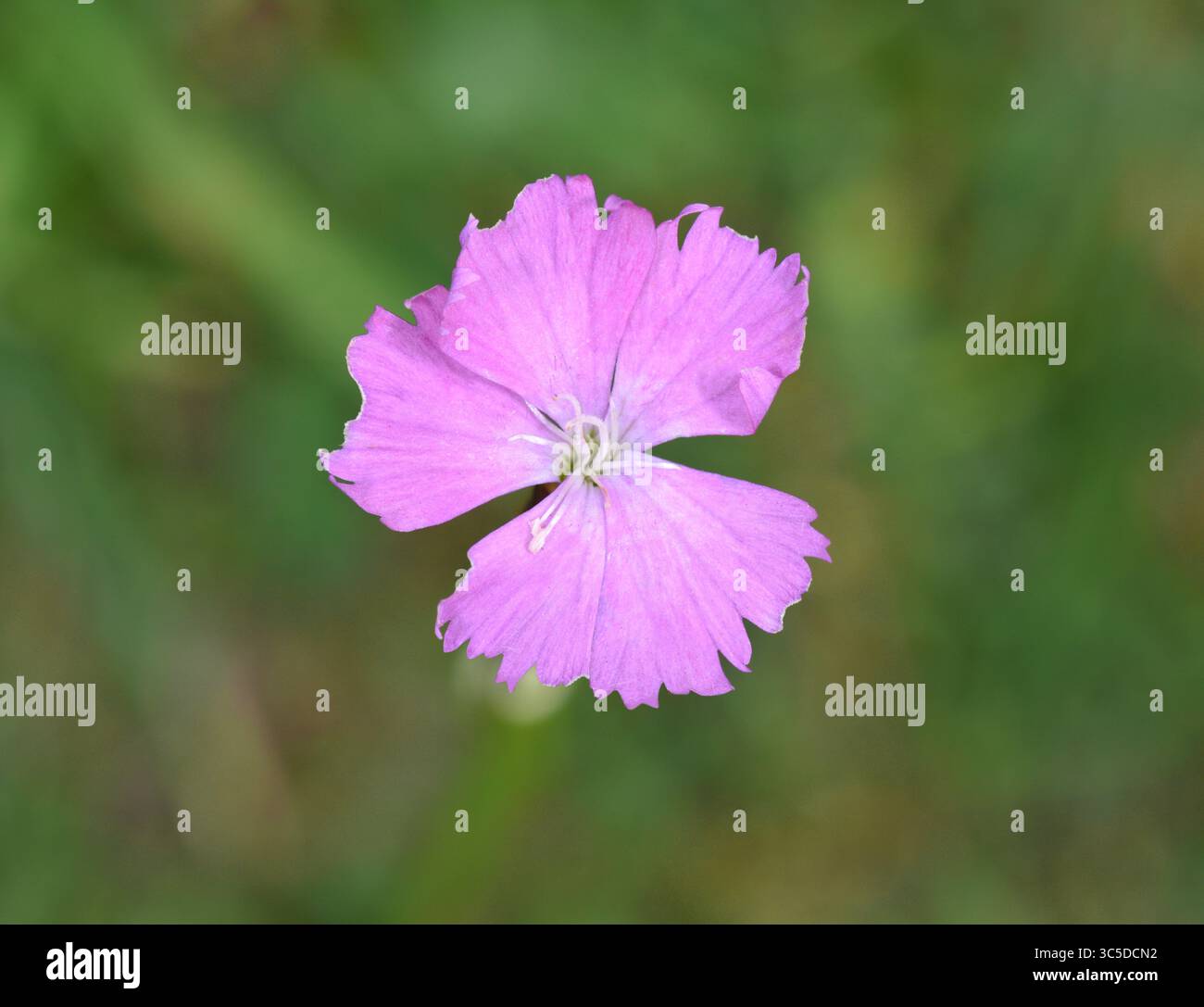Cheddar Pink - Dianthus gratianopolitanus Stock Photo - Alamy