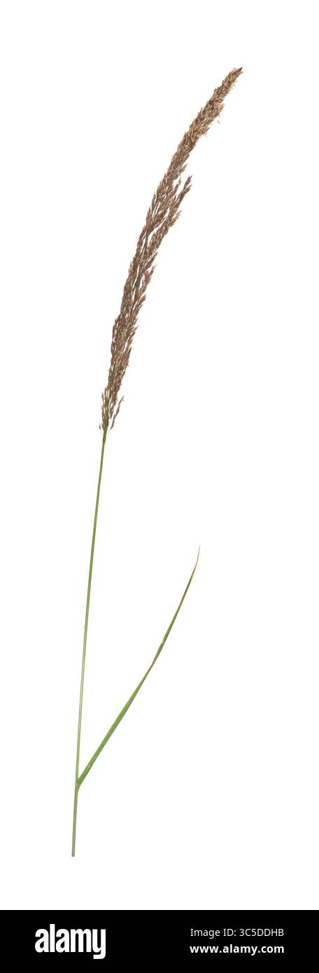 Moor uk Cut Out Stock Images & Pictures - Alamy