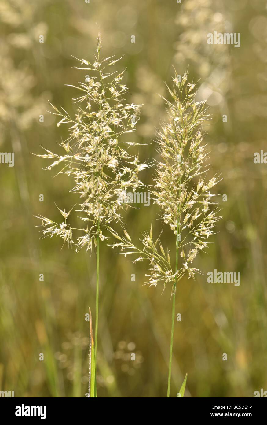 Yellow Oat-grass - Trisetum flavescens Stock Photo - Alamy
