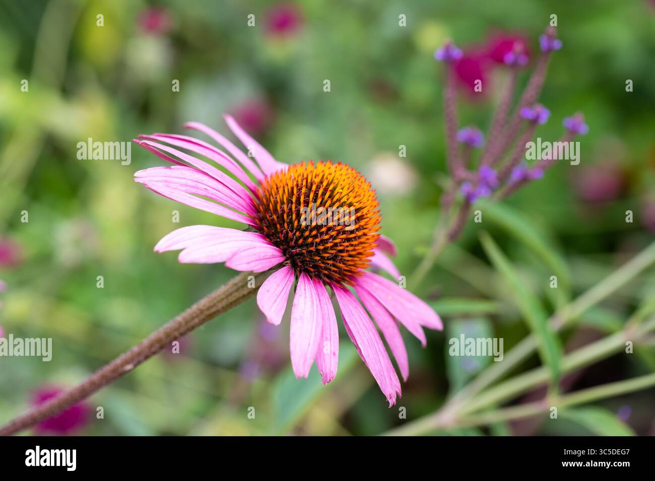 Close up of coneflower flowers or echinacea in the garden hi-res stock ...
