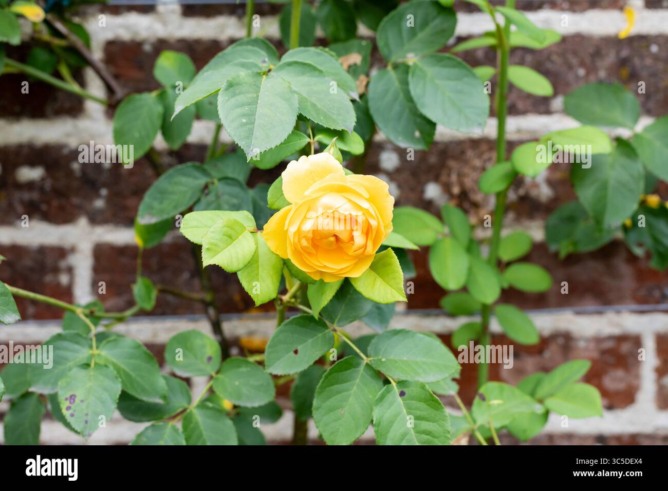 A David Austin yellow English climbing rose Stock Photo - Alamy