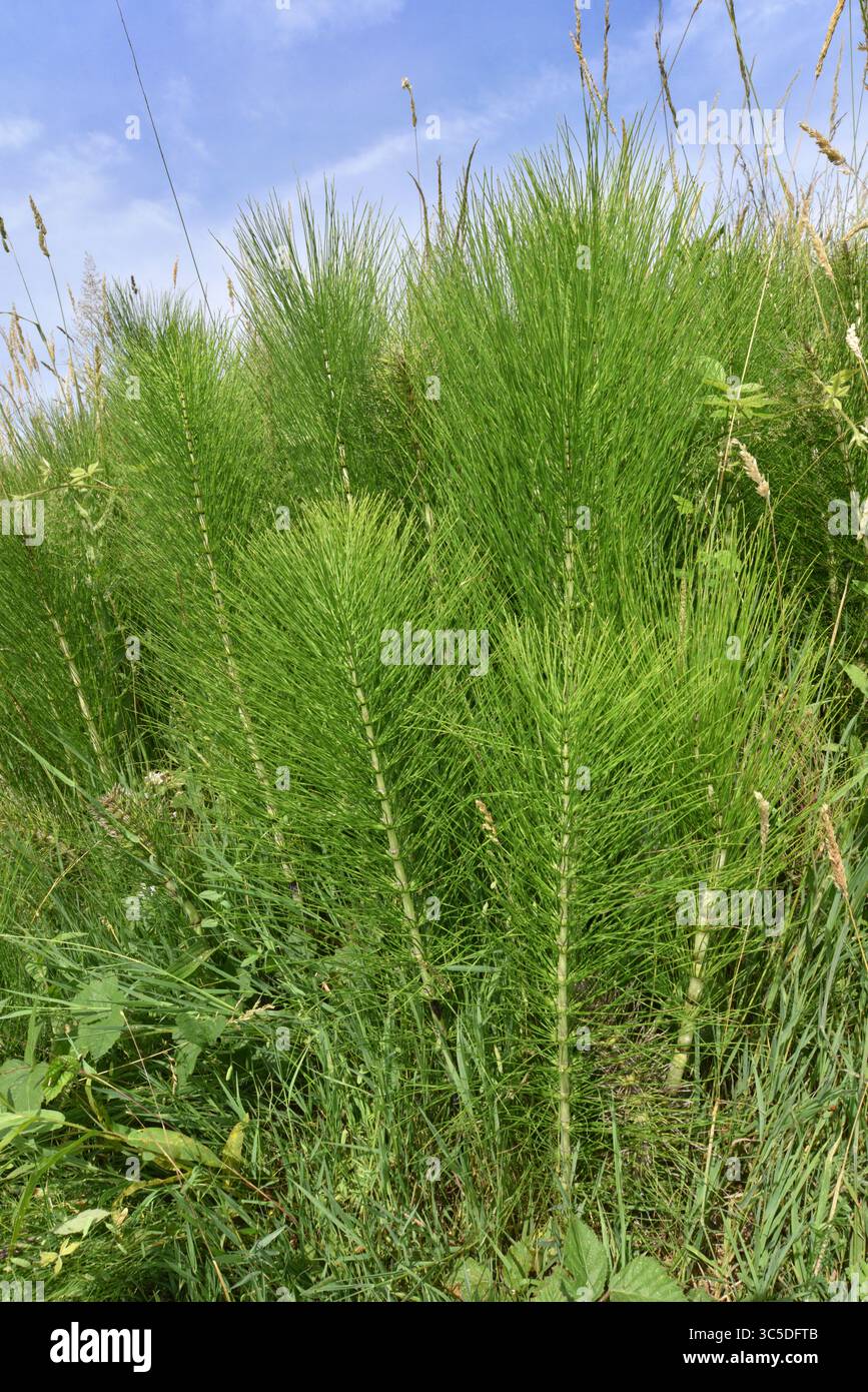 Great Horsetail - Equisetum telmateia Stock Photo - Alamy