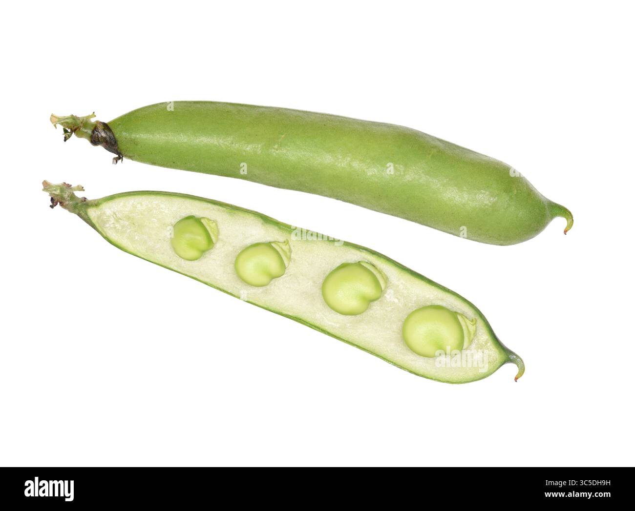 Broad bean plant vicia Cut Out Stock Images & Pictures - Alamy