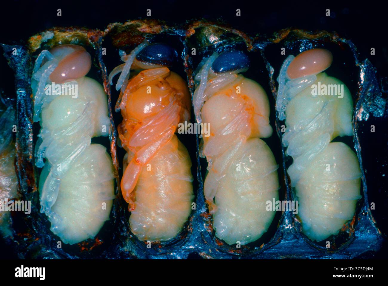 Honey Bees, Apis mellifera. Pupae growing in cells in hive Stock Photo ...