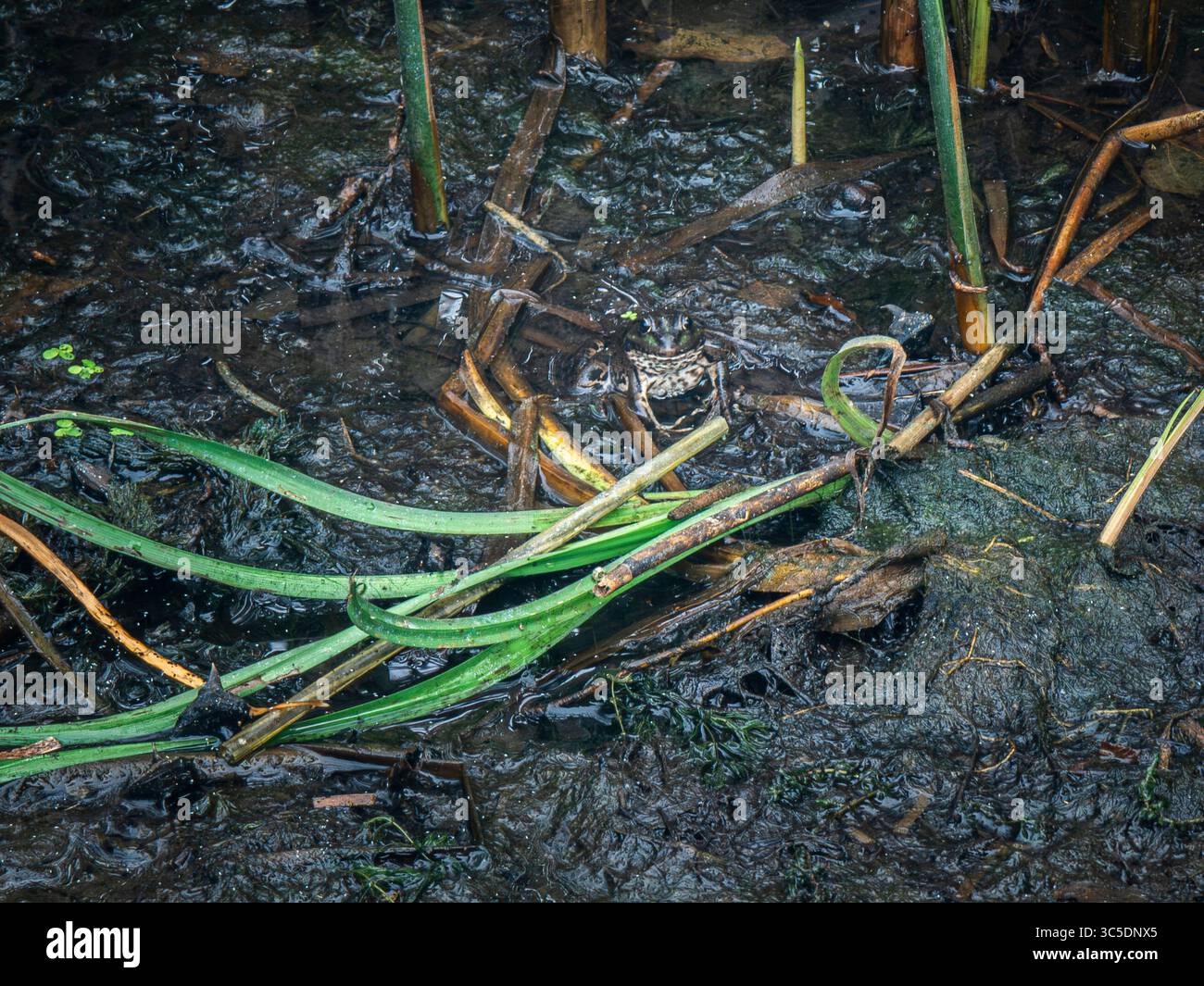 Frog partially submerged in hi-res stock photography and images - Alamy