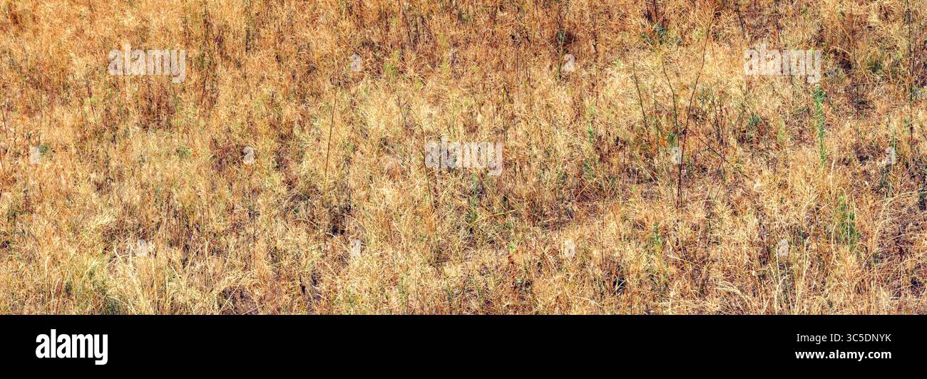 Dry grass texture forming hi-res stock photography and images - Alamy