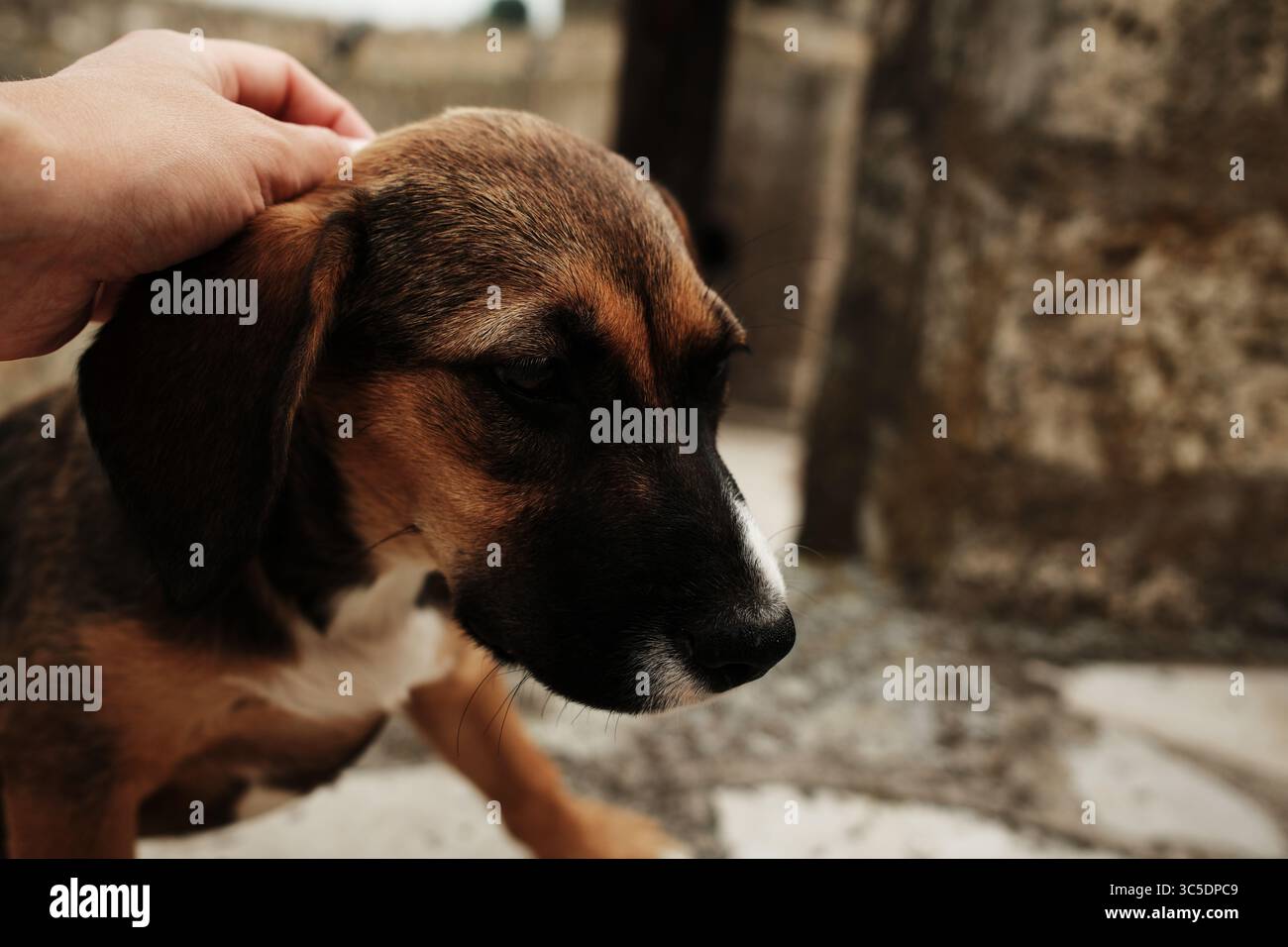 A human hand gently petting a calm stray puppy. Emotional moment ...