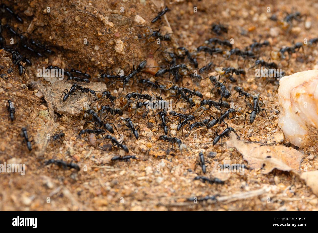 African matabele ant hi-res stock photography and images - Alamy
