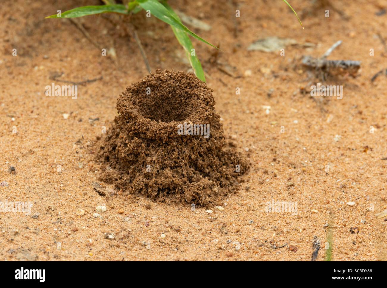 Northern harvester termites hi-res stock photography and images - Alamy
