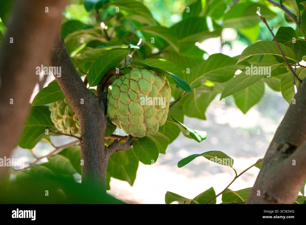 Custard apple tropical exotic fruit. Sugar Apple, Annona, sweetsop ...