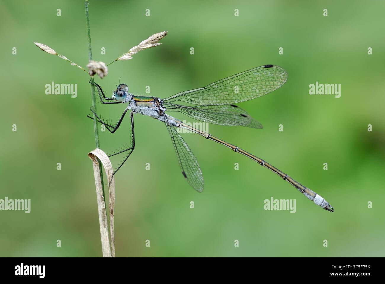 Emerald damselfly, Lestes sponsa male sitting on a meadow grass. Side ...