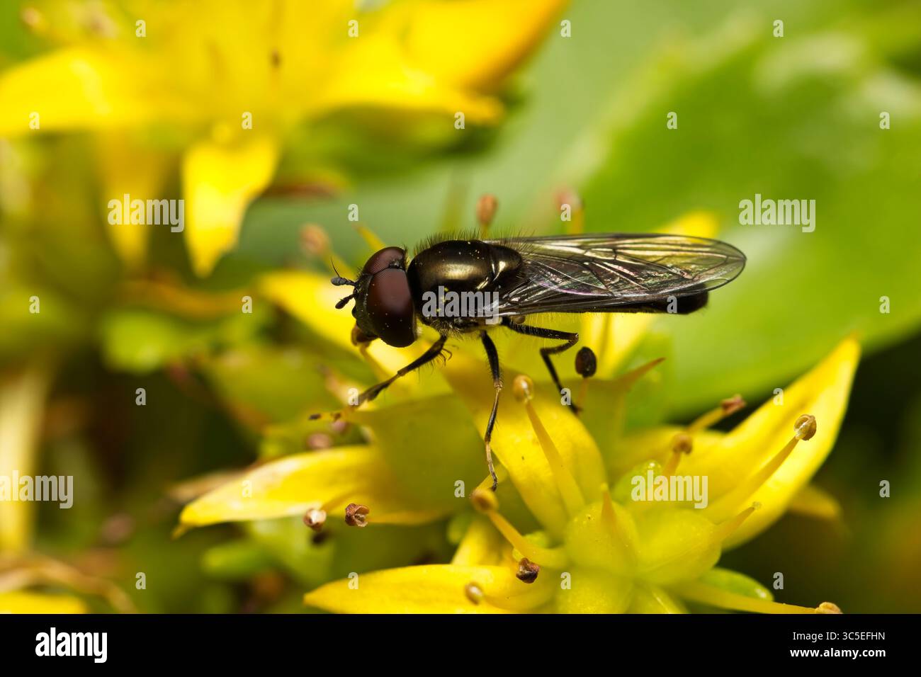 Hoverfly disease hi-res stock photography and images - Alamy