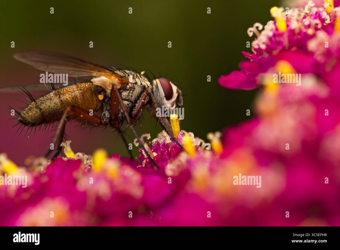 Insects morphology hi-res stock photography and images - Alamy