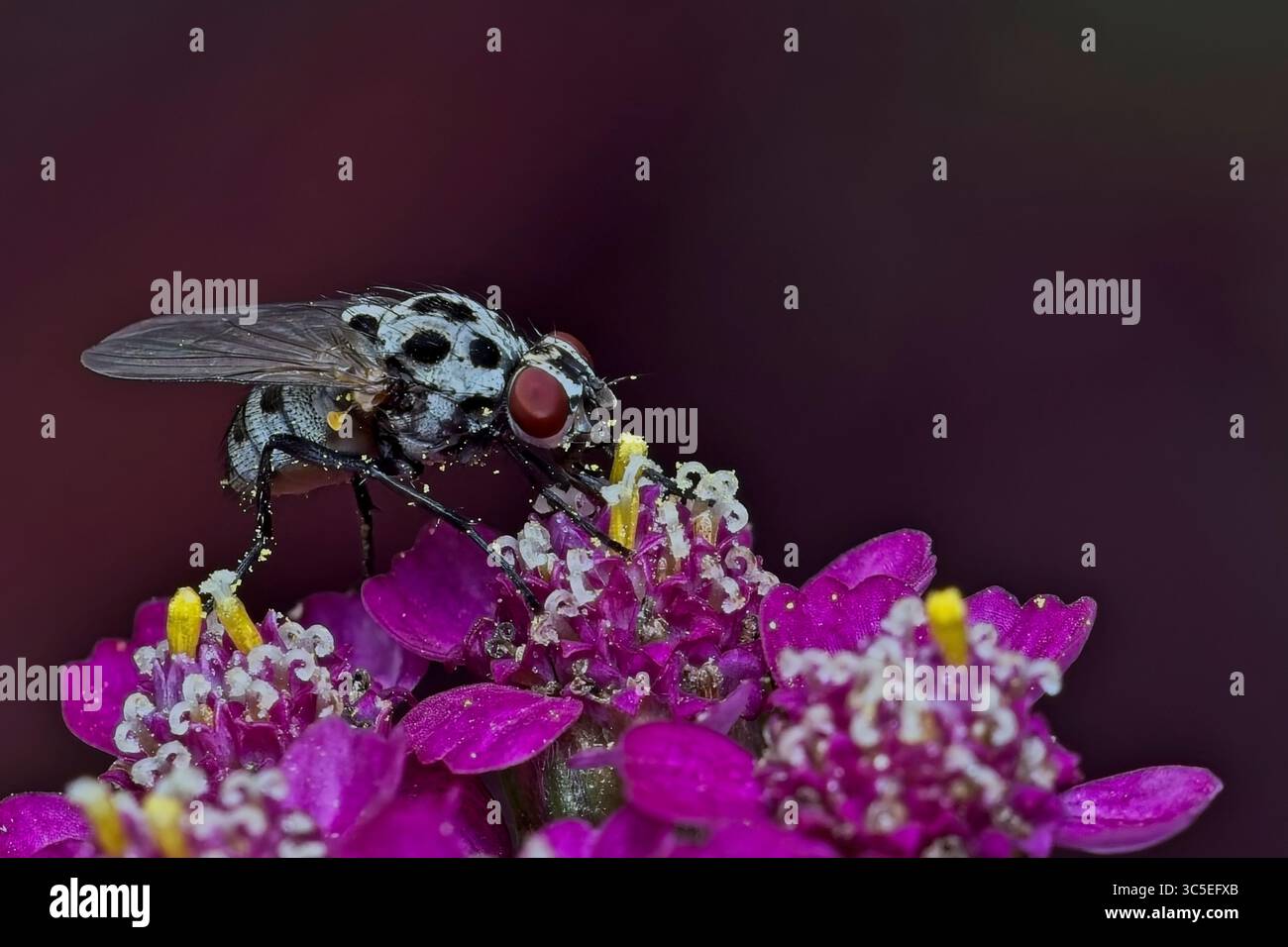 Fly species true flies hi-res stock photography and images - Alamy