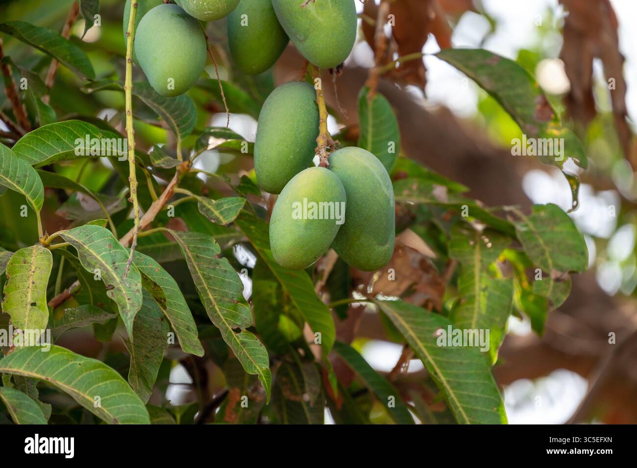 Juicy mangoes hanging from tree hi-res stock photography and images - Alamy