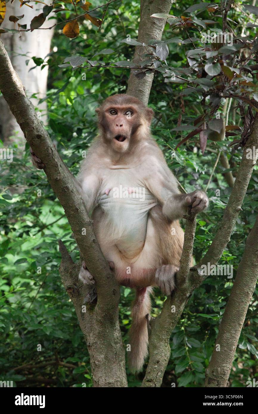 Expressive macaque striking a vivid pose on a tree branch in the forest ...