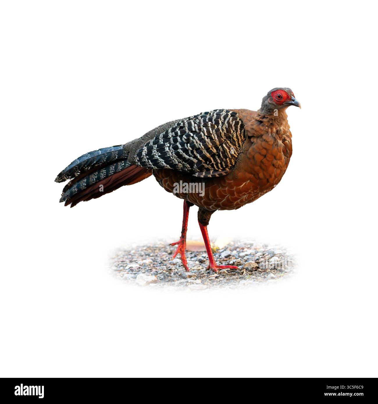 Red tail bird standing Cut Out Stock Images & Pictures - Alamy