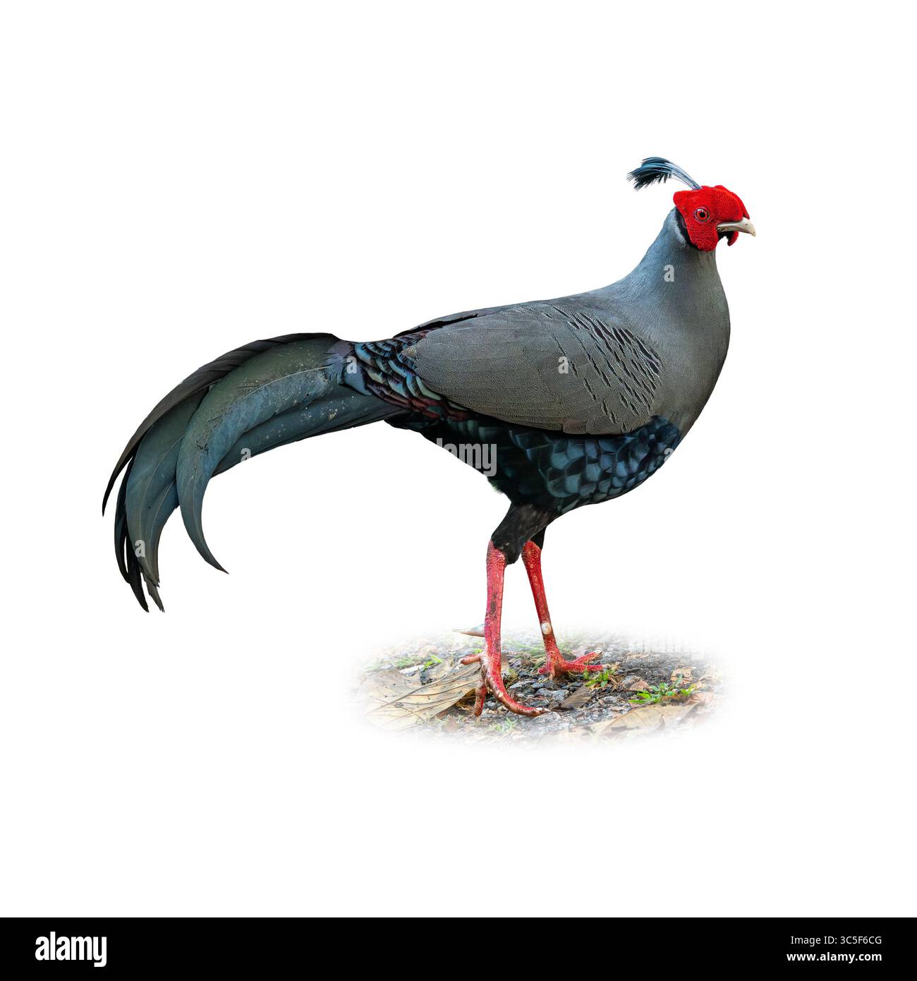 A male Siamese Fireback captured in full profile, showcasing its ...