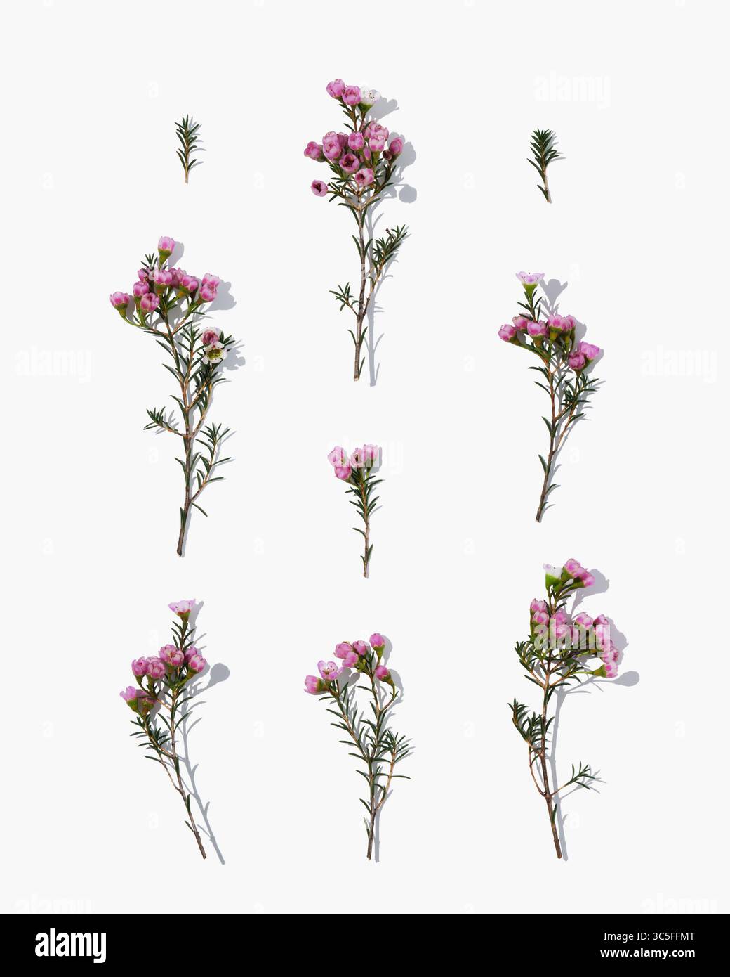 Spring in shadow Cut Out Stock Images & Pictures - Alamy