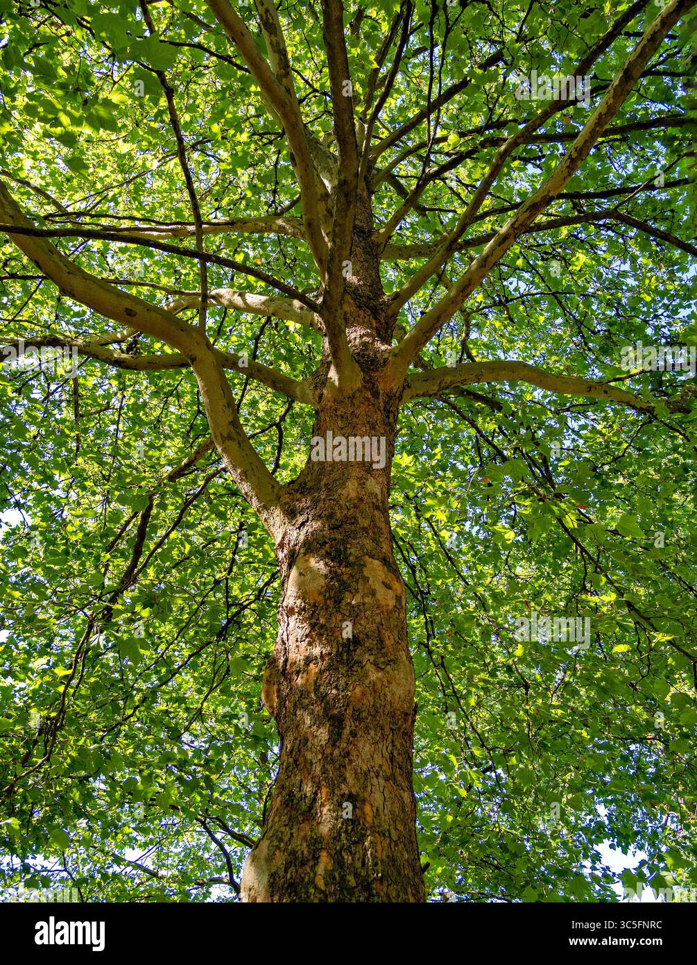 Maple tree cortex texture. Tree bole and foliage on a sky background ...