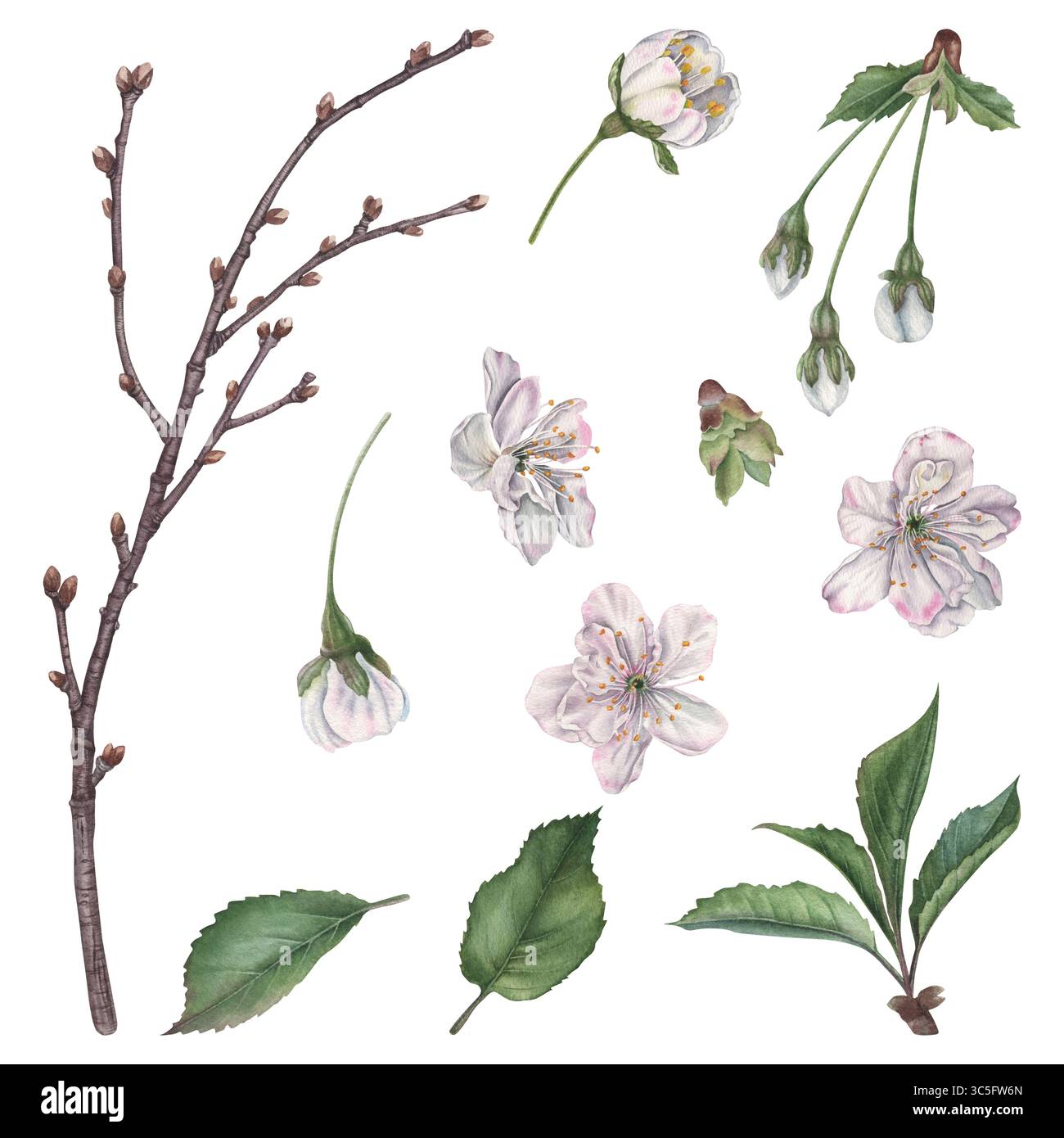 Flowers from cherry tree Cut Out Stock Images & Pictures - Alamy