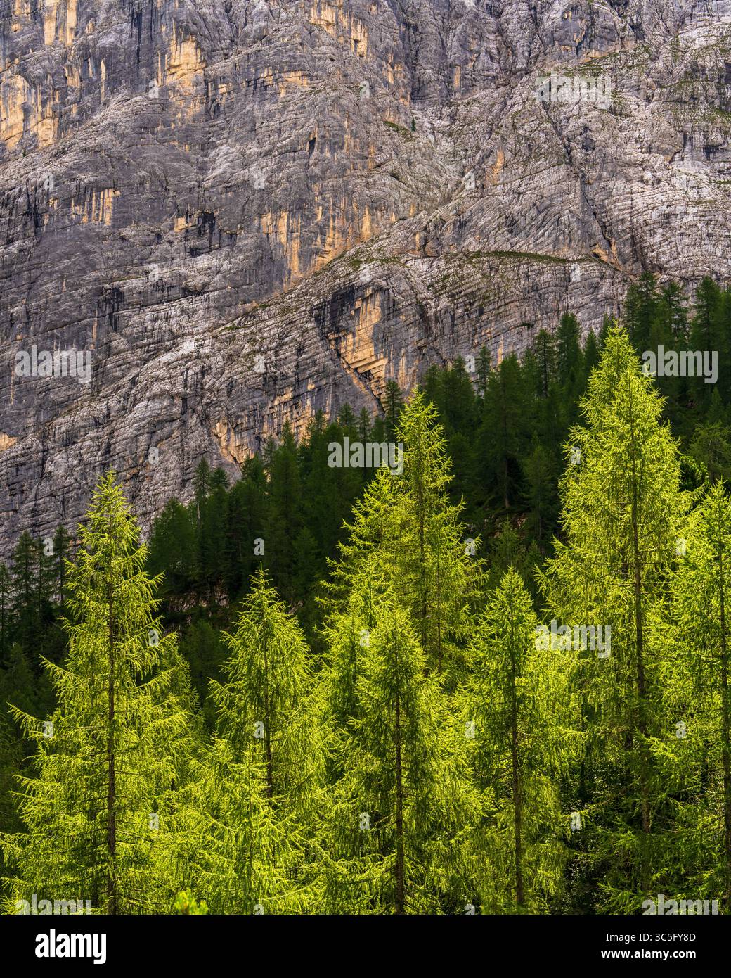 Vertical composition featuring rugged rock face above lush green ...