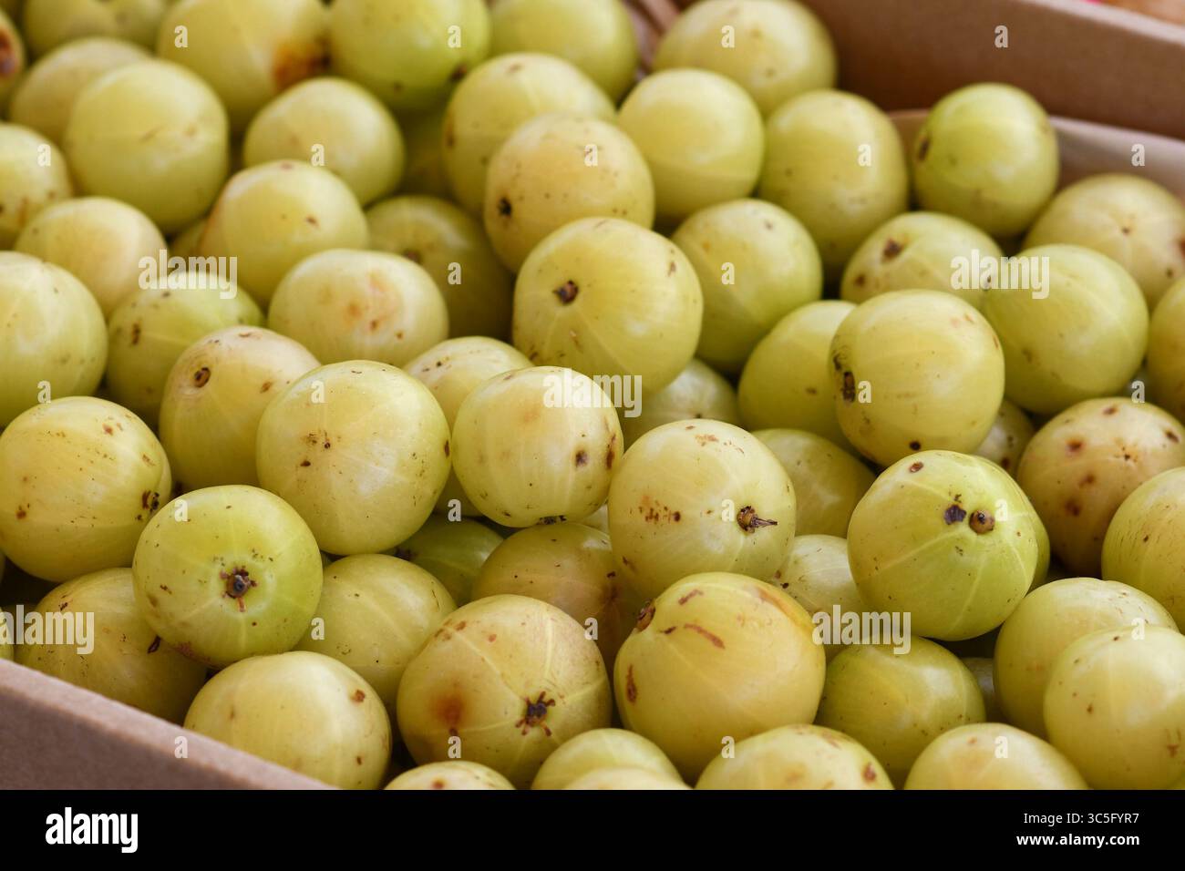 Indian gooseberry tree close up hi-res stock photography and images - Alamy
