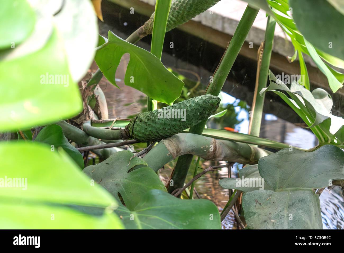 Monstera deliciosa, false philodendron with delicious fruit, plant of ...
