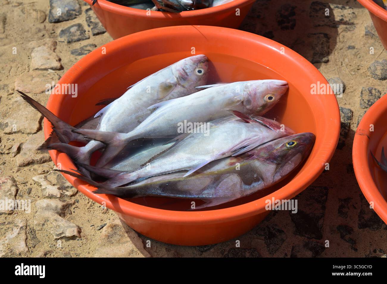 Fish caught at Santa Maria, Sal Island Cape Verde Africa Stock Photo ...