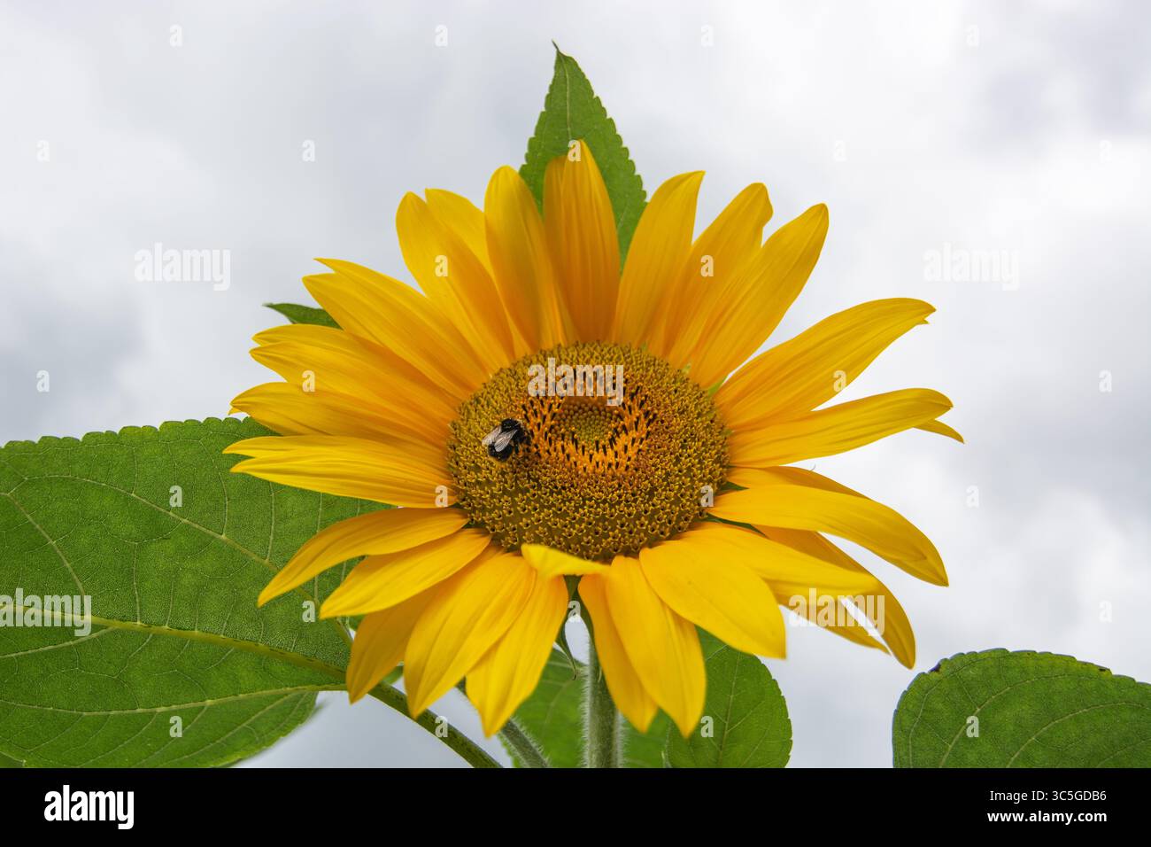 Sunflower (Helianthus annuus) looking up at a cloudy sky with bumblebee ...