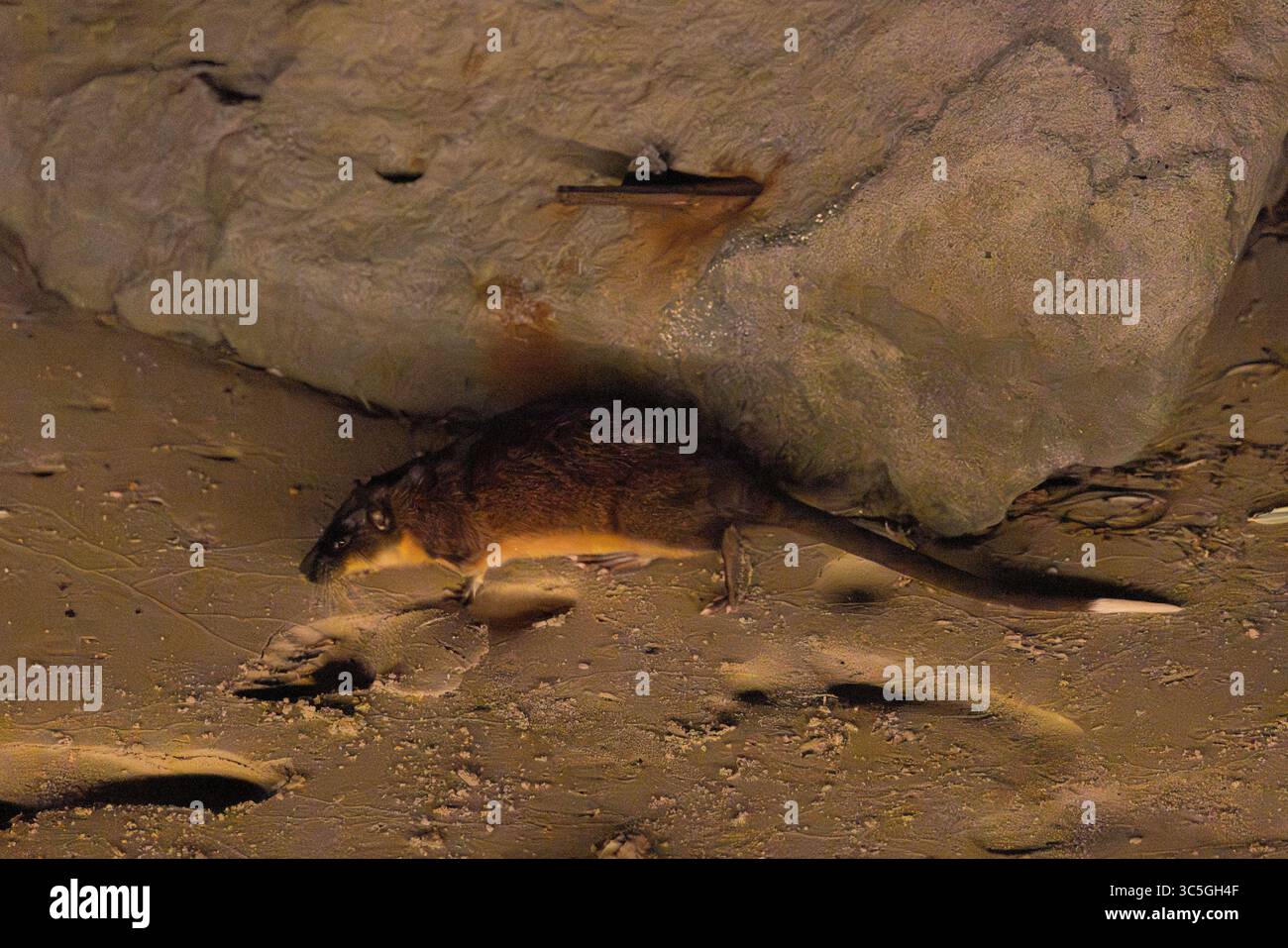St Kilda Pier and Water Rat in Melbourne Australia Stock Photo - Alamy