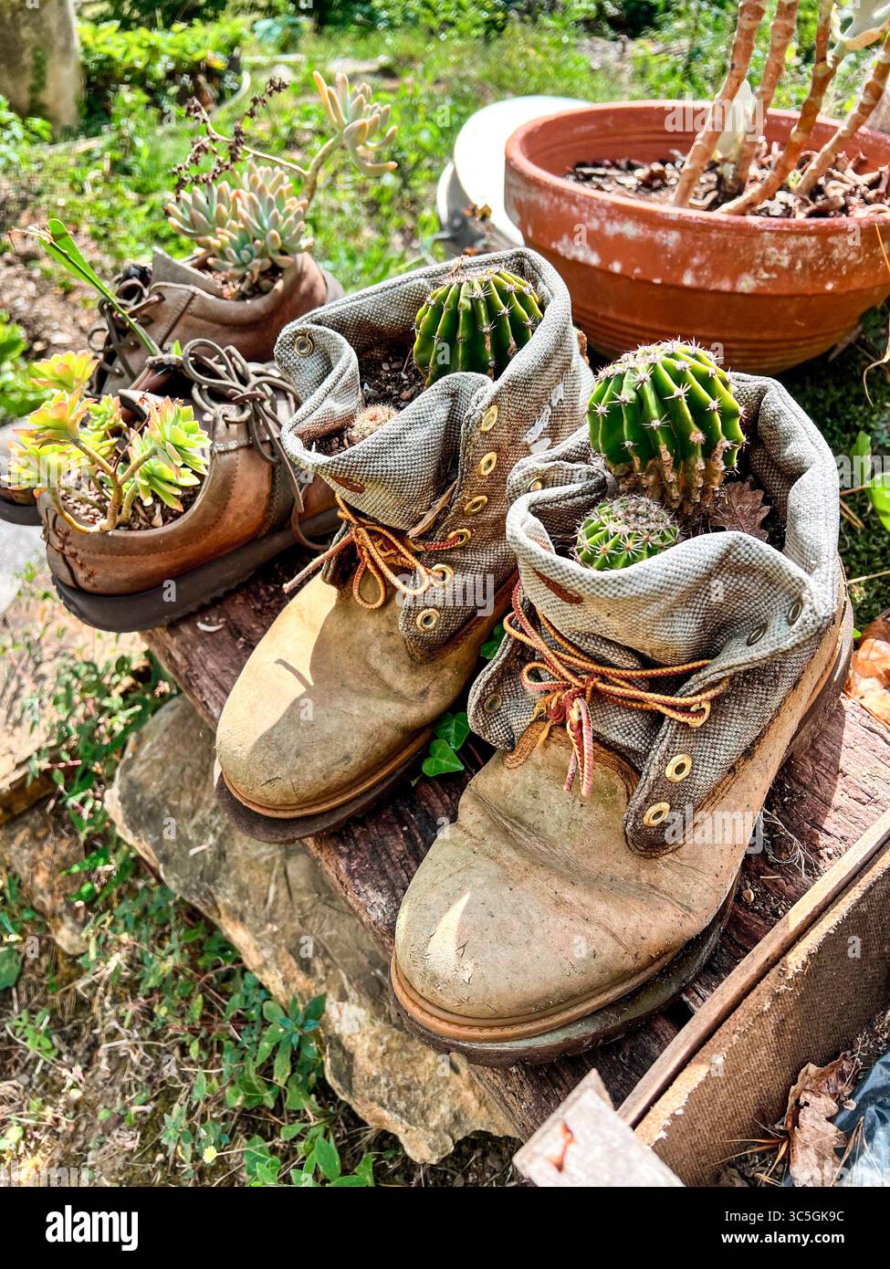 Old Work Boots Used as Planters with Cactus and Succulent Plants Stock ...