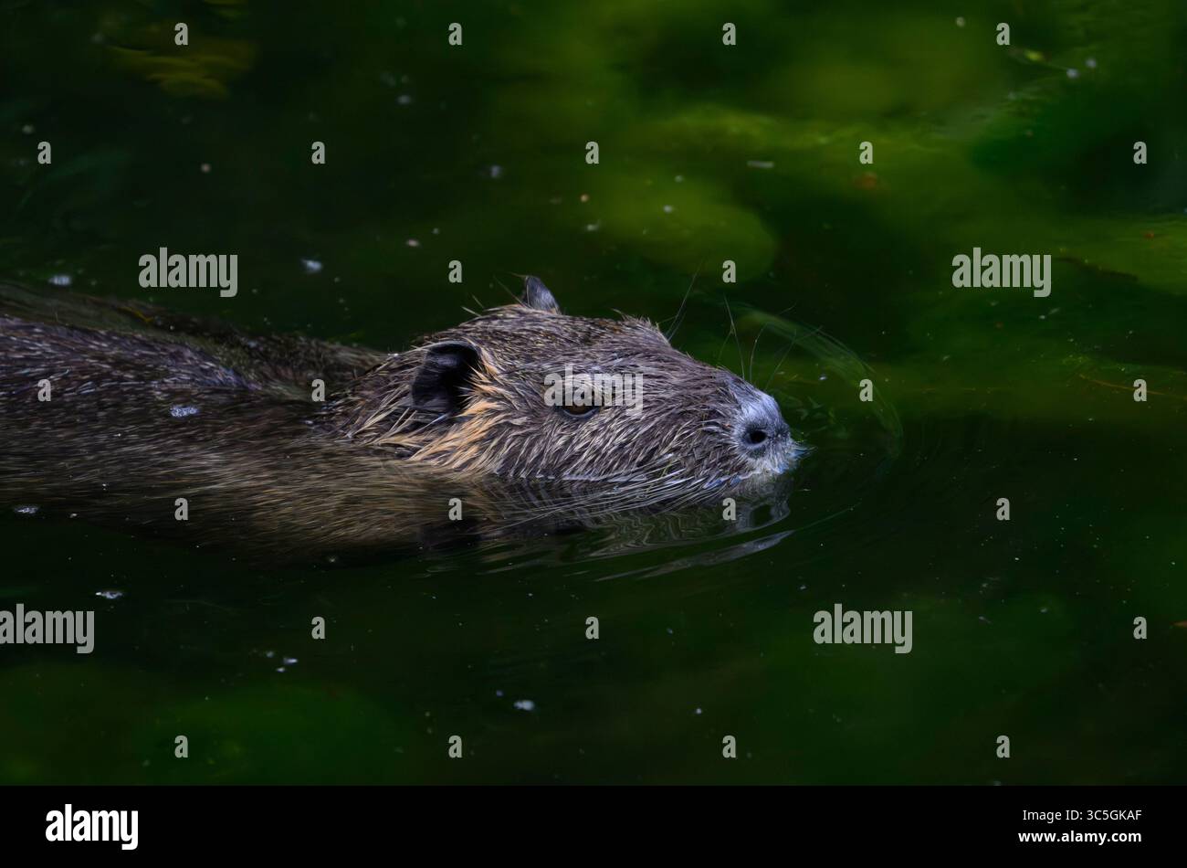 Nutria swimming at Delta Ponds in Eugene, Oregon Stock Photo - Alamy