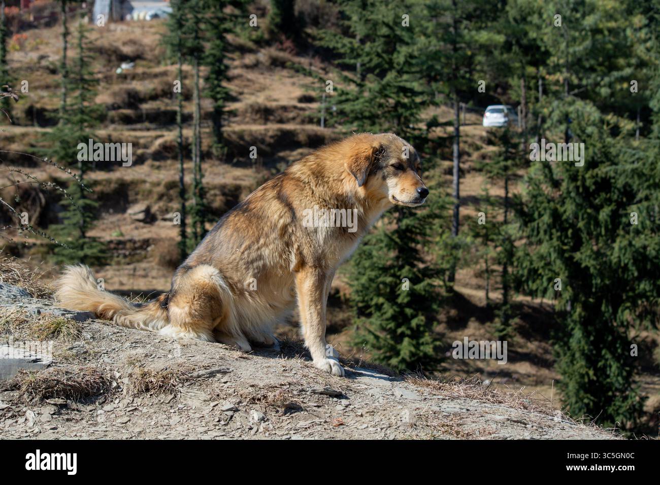 The image features a Himalayan Sheepdog, also known as the Bhotia or ...