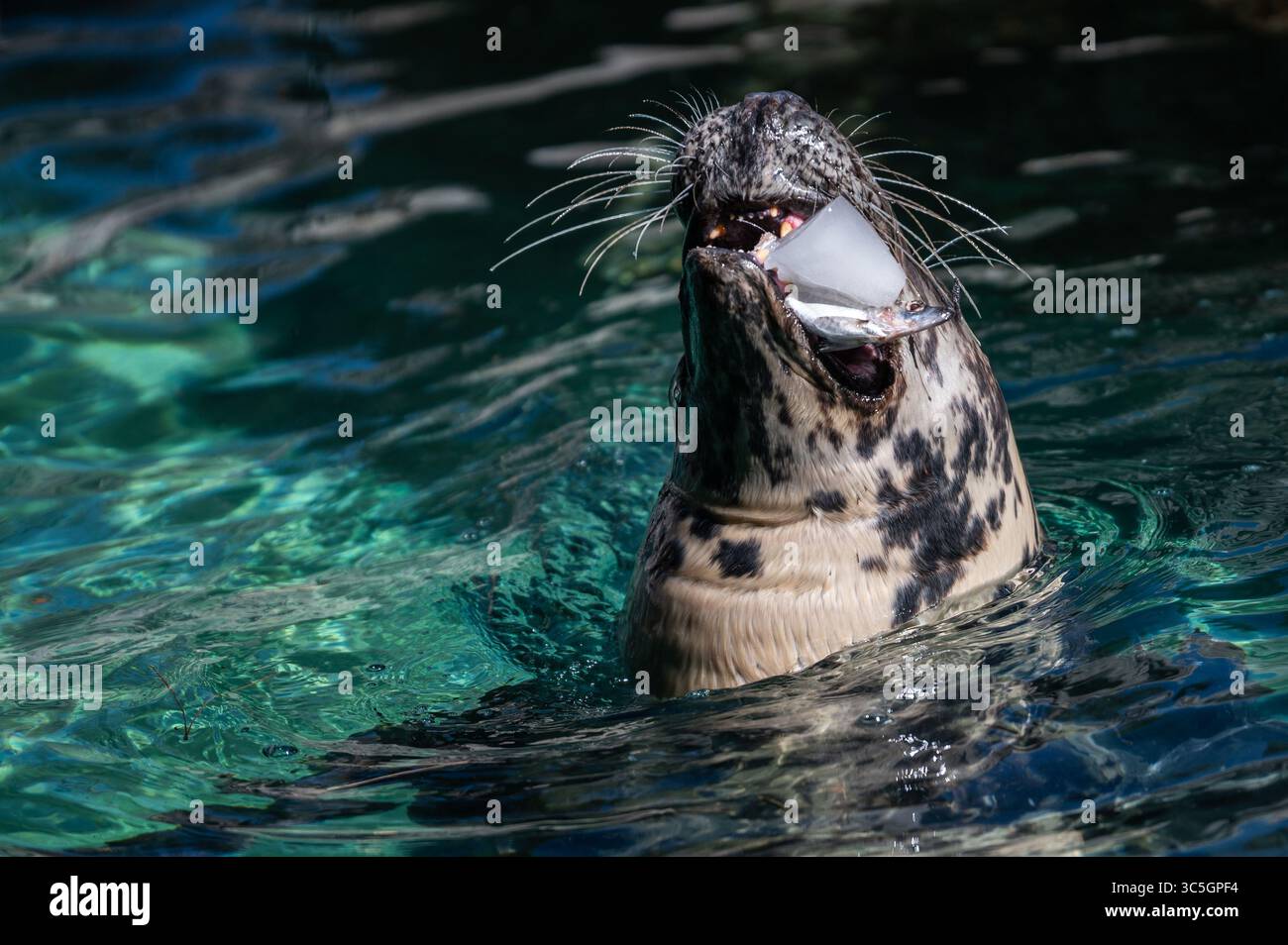 A grey seal (Halichoerus grypus) eats fish on a block of ice. Some ...