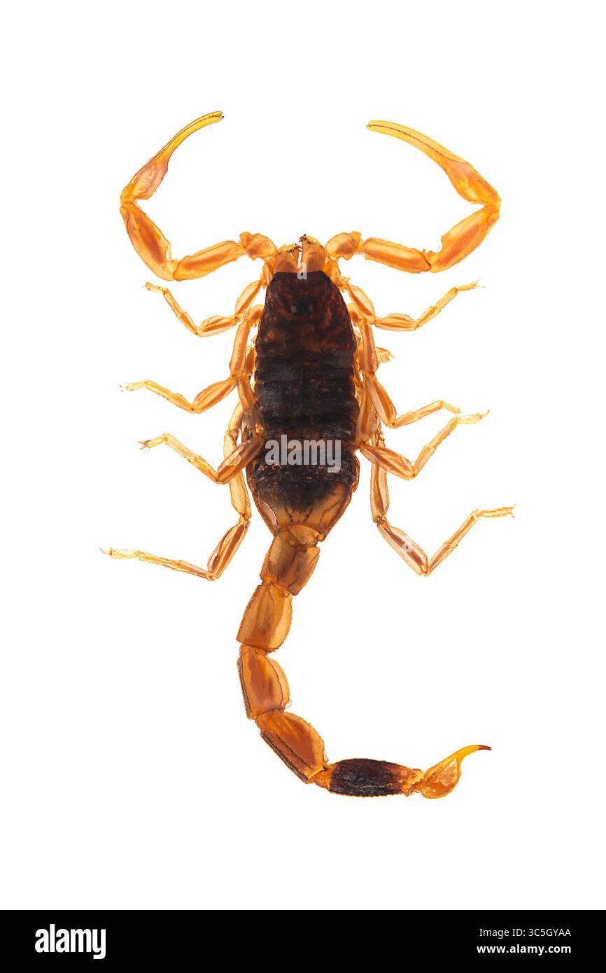 Segmented armor Cut Out Stock Images & Pictures - Alamy