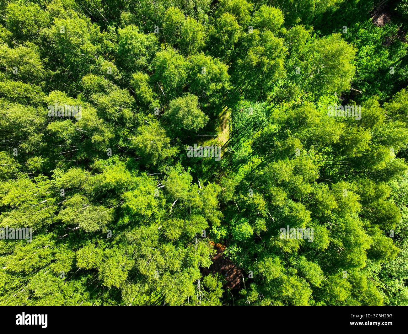 A striking top-down aerial view showcases a vibrant green forest canopy ...