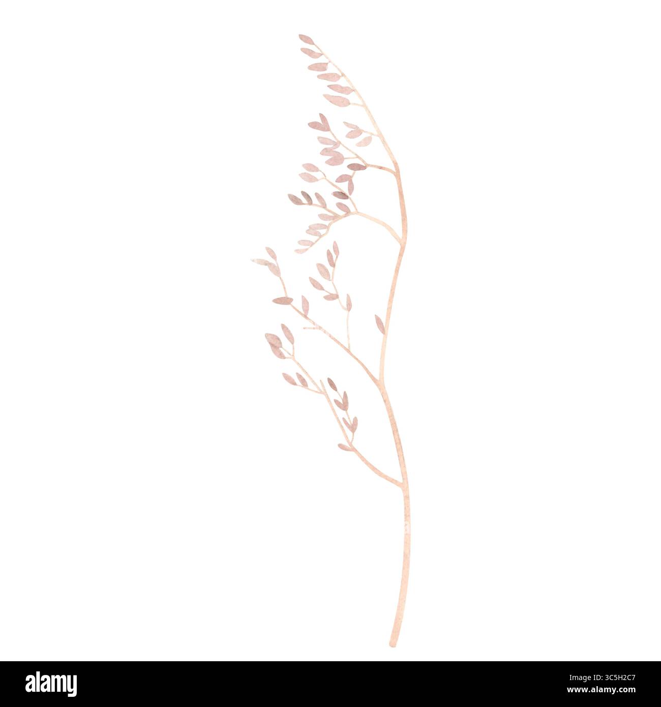 Dry branch of wildflower. Hand drawn watercolor illustration of a ...