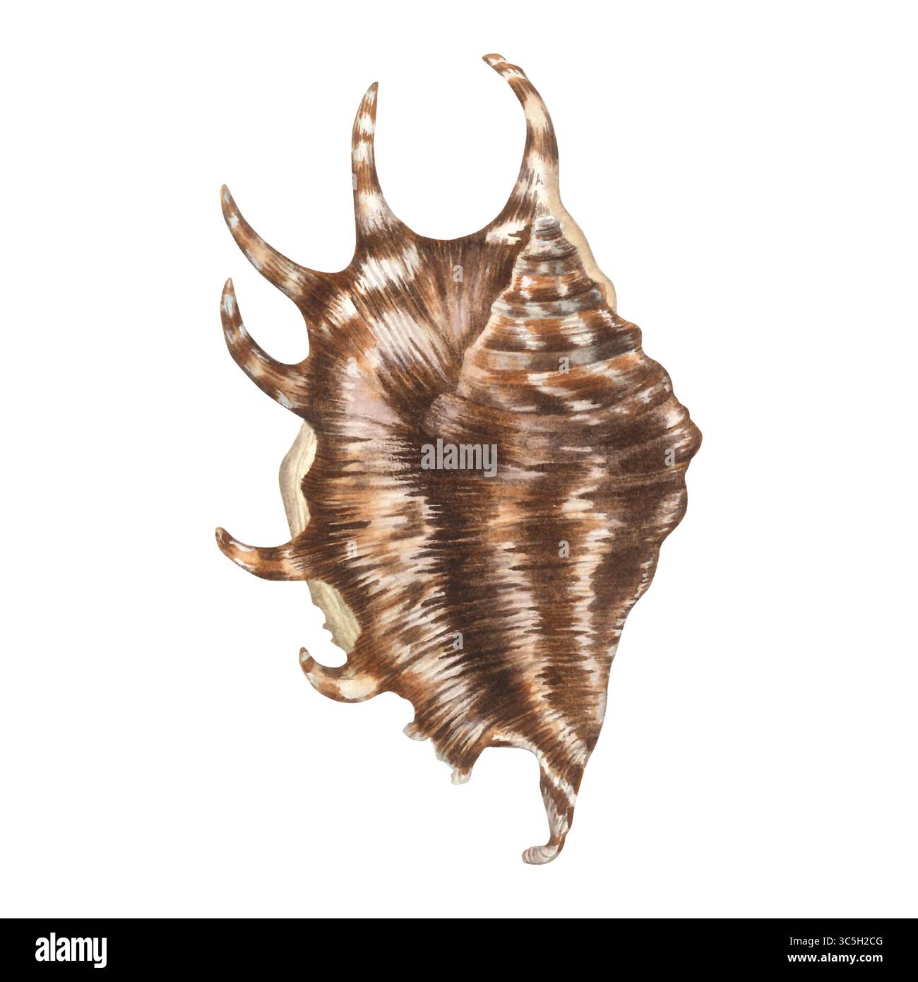 Lambis clam shell with spikes in brown and white colors. Hand drawn ...