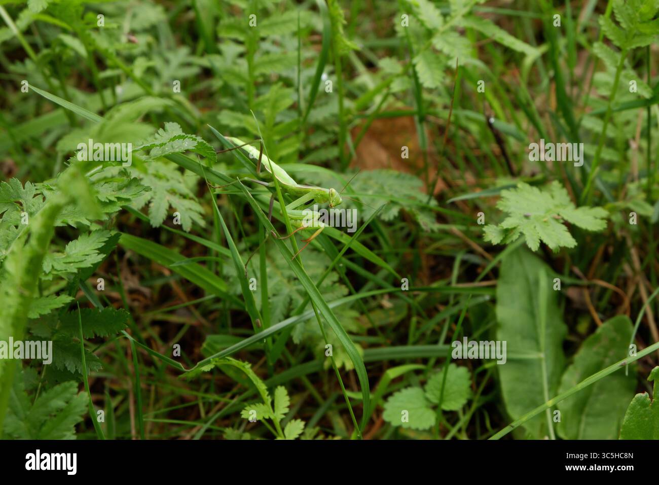 Praying mantis, Gottesanbeterin, Mantis religiosa, Fangschrecken ...