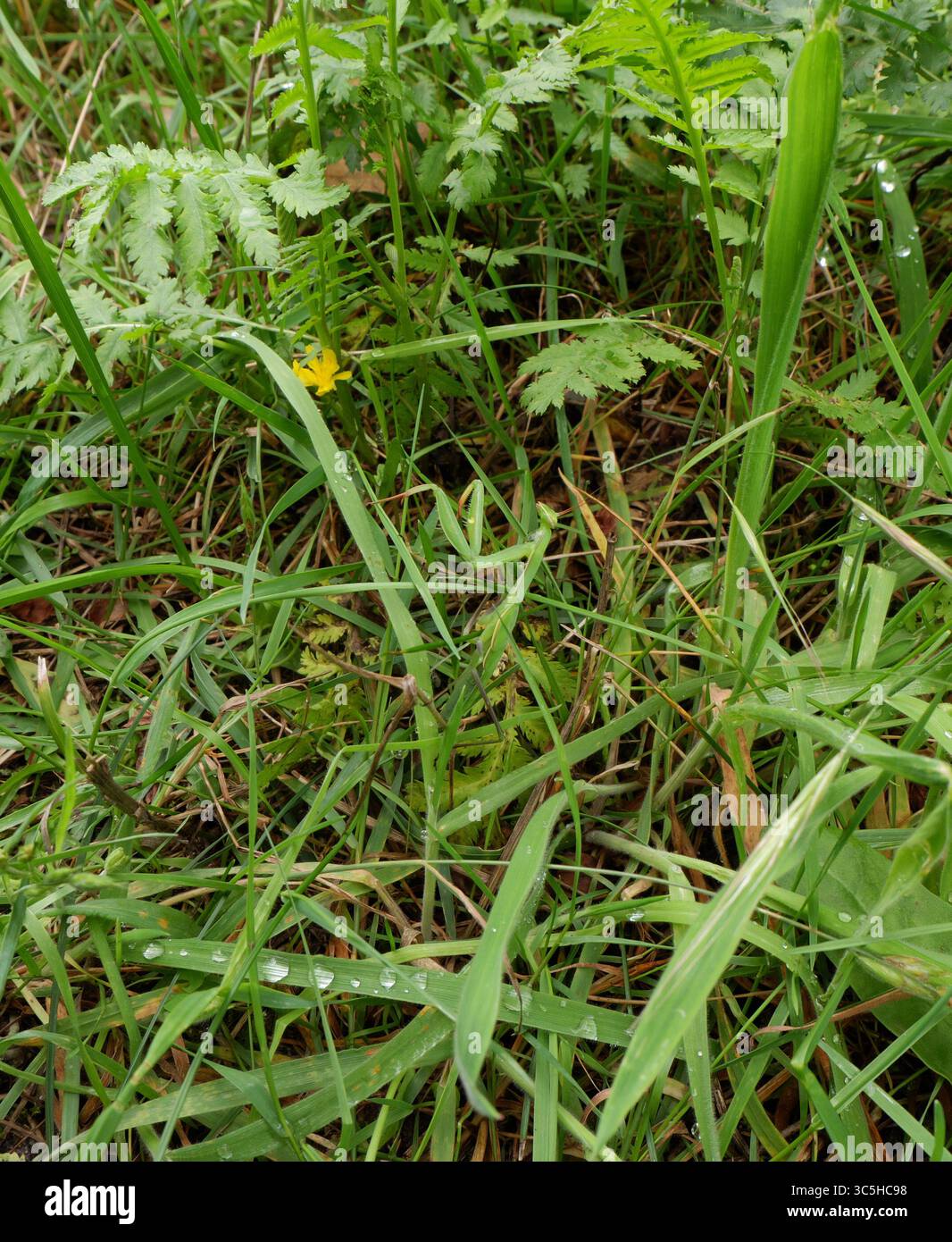 Praying mantis, Gottesanbeterin, Mantis religiosa, Fangschrecken ...