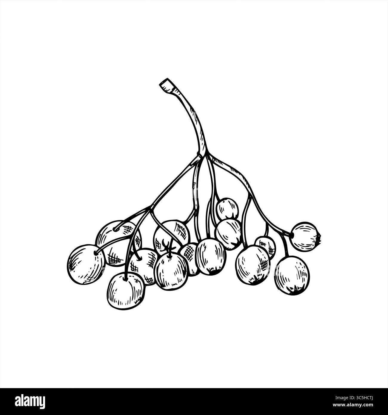 Sorbus shrub Stock Vector Images - Alamy