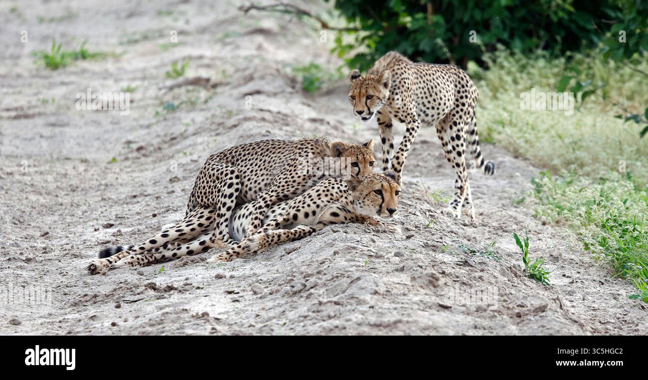 Cheetah family play fighting in Botswana Stock Photo - Alamy