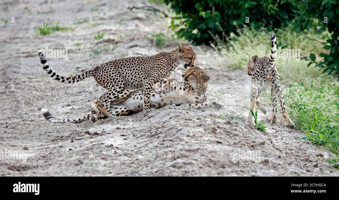 Cheetah family play fighting in Botswana Stock Photo - Alamy
