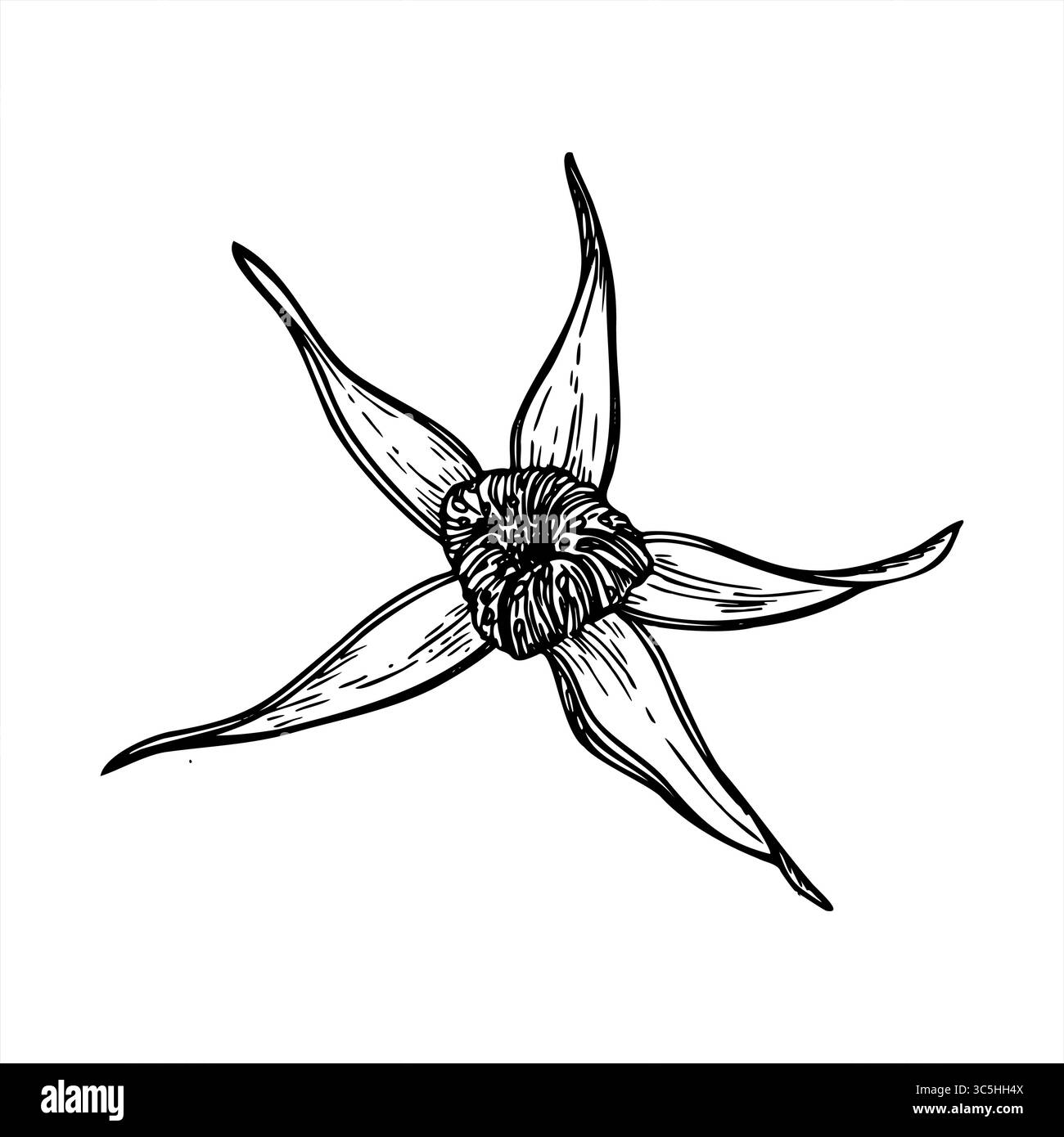 Faded drawing Black and White Stock Photos & Images - Alamy