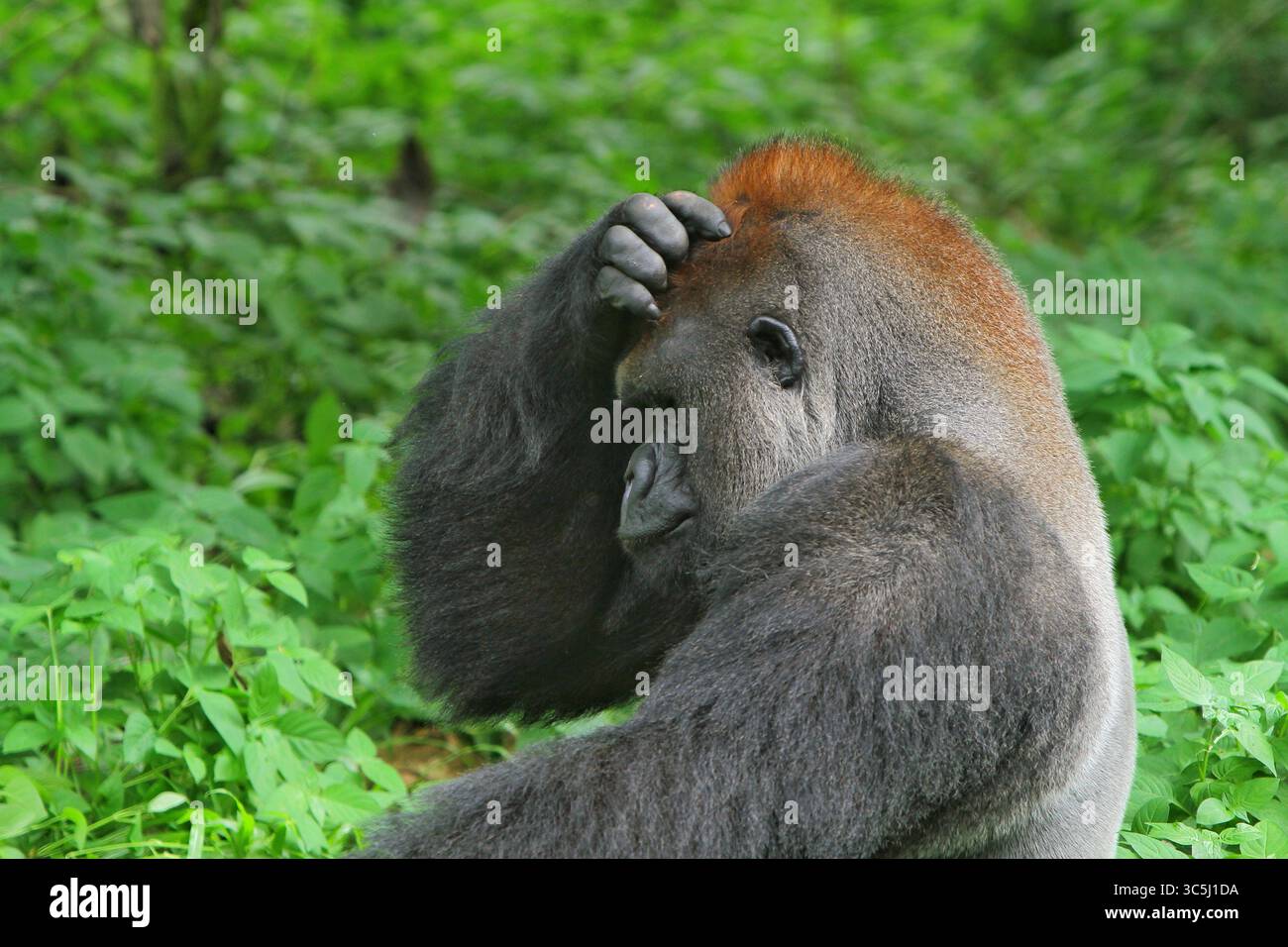 Side view of silverback gorilla holding its head as if confused Stock ...