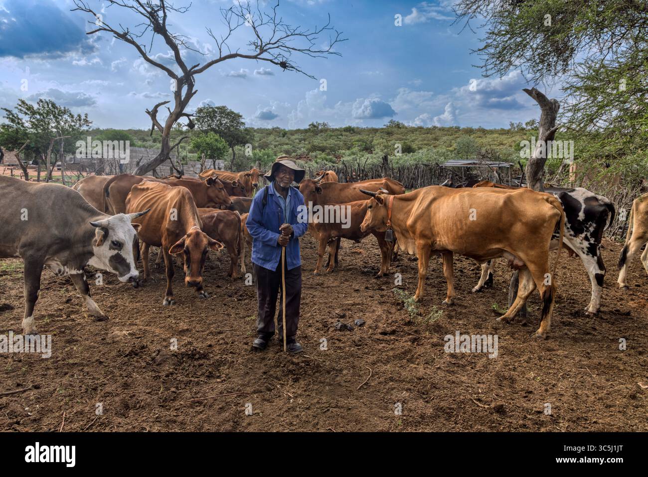 african herdsman with a herd of cattle , old man with the cows in the ...